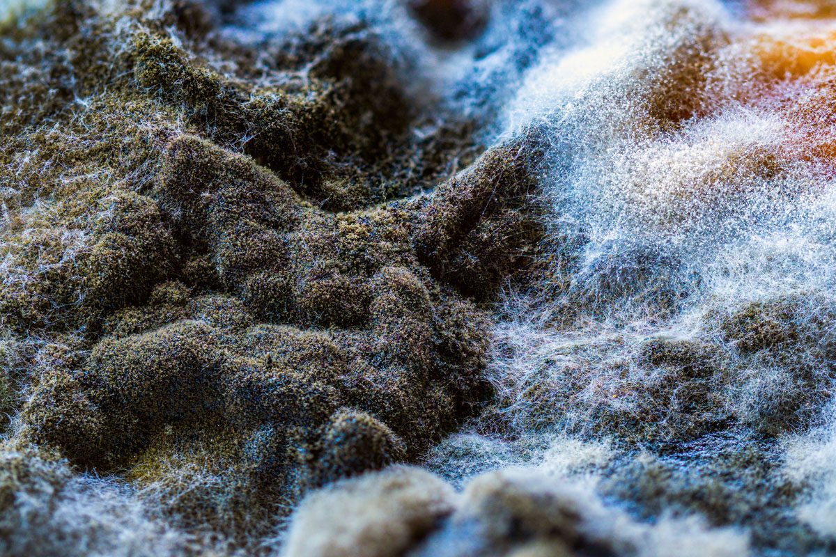 Moldy Mulch - A&A Materials Inc
